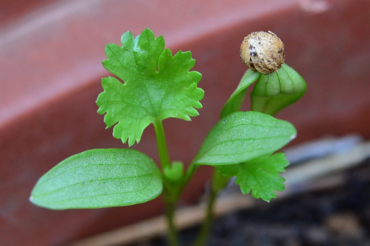 7 Best Mexican Oregano Substitutes Can Be Helpful In Feast